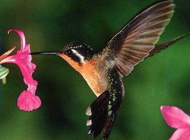 Beautiful Hummingbird in the World