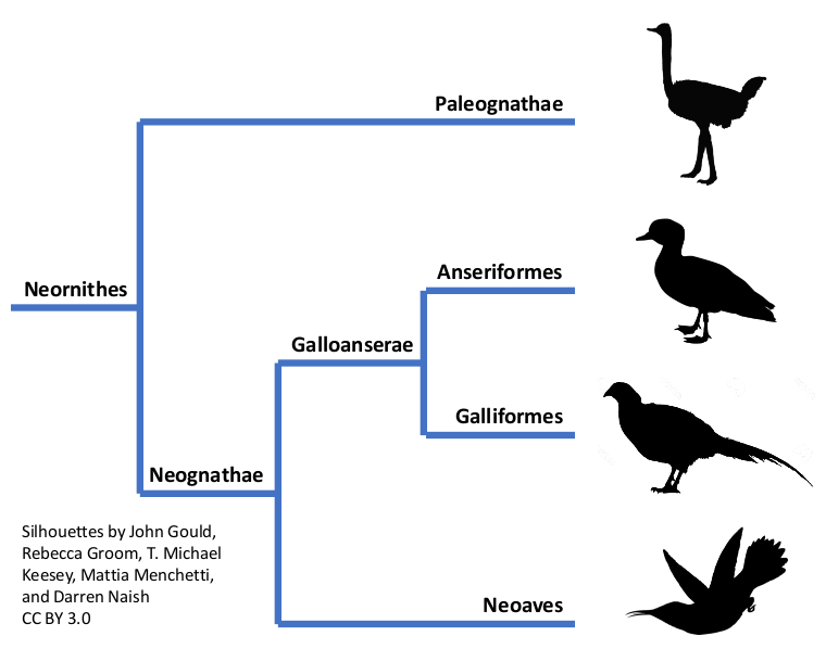 Raptormaniacs: About