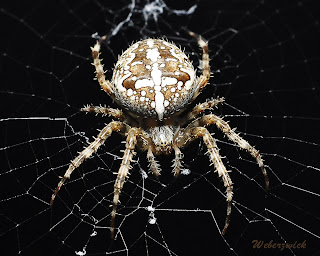 Natuurverhaaltjes: Waarom draagt de kruisspin een kruis?