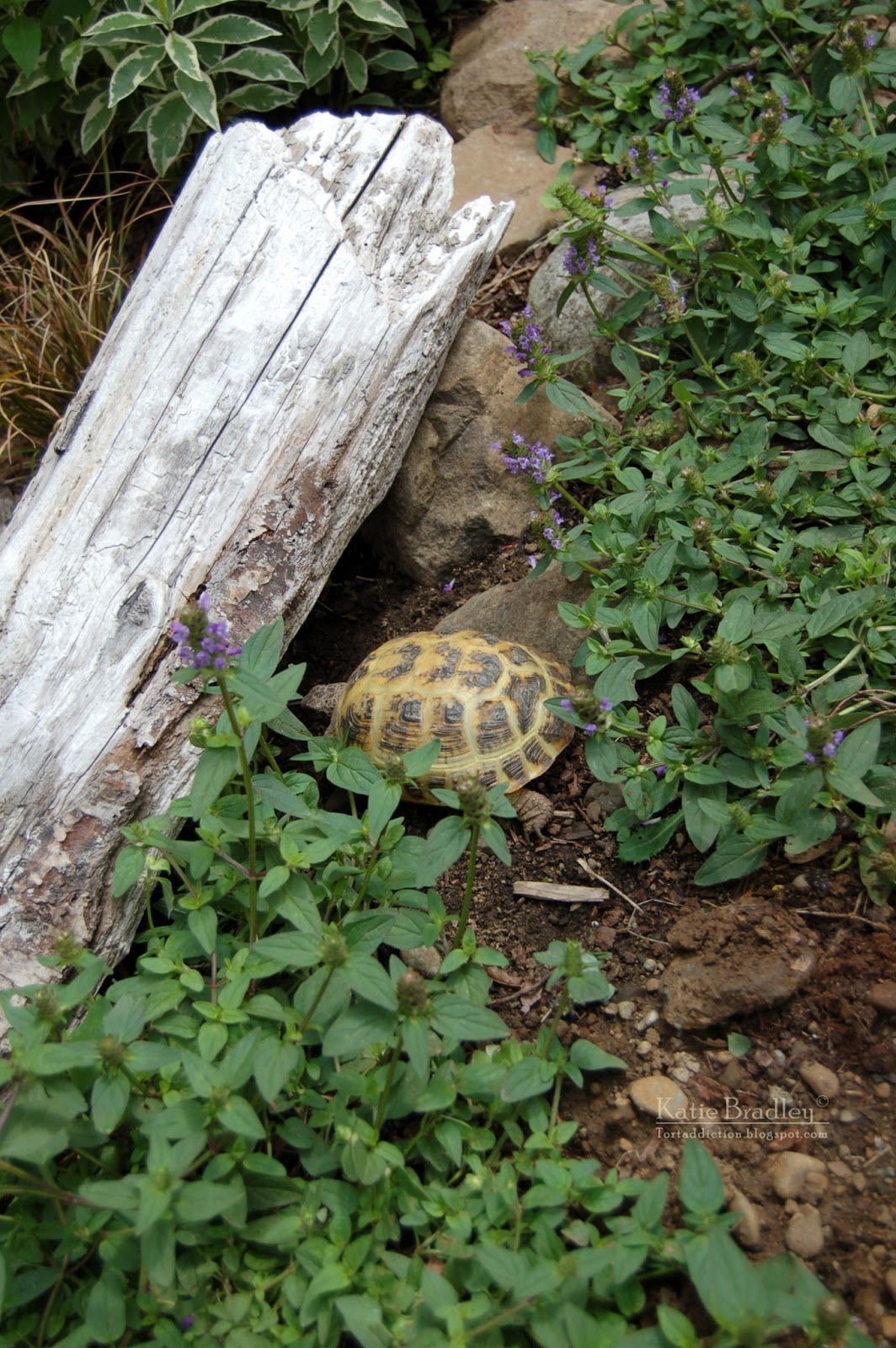Tortaddiction: Our Russian tortoises' outdoor enclosure