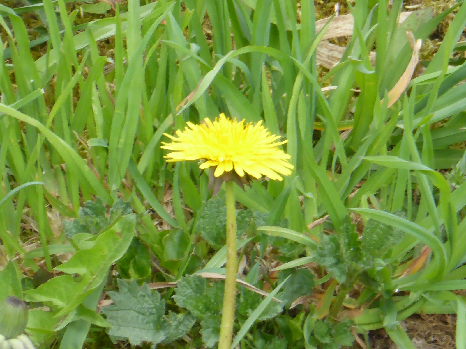 Tibbes Kreativa: Foto Maskros