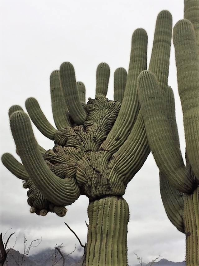 Ever Ready: It's All About the Cactus