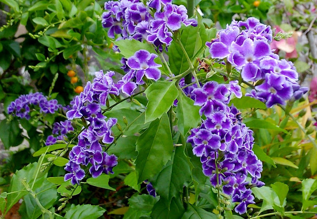 Koleksi Bunga Unik, Menarik & Menawan - Relaks Minda