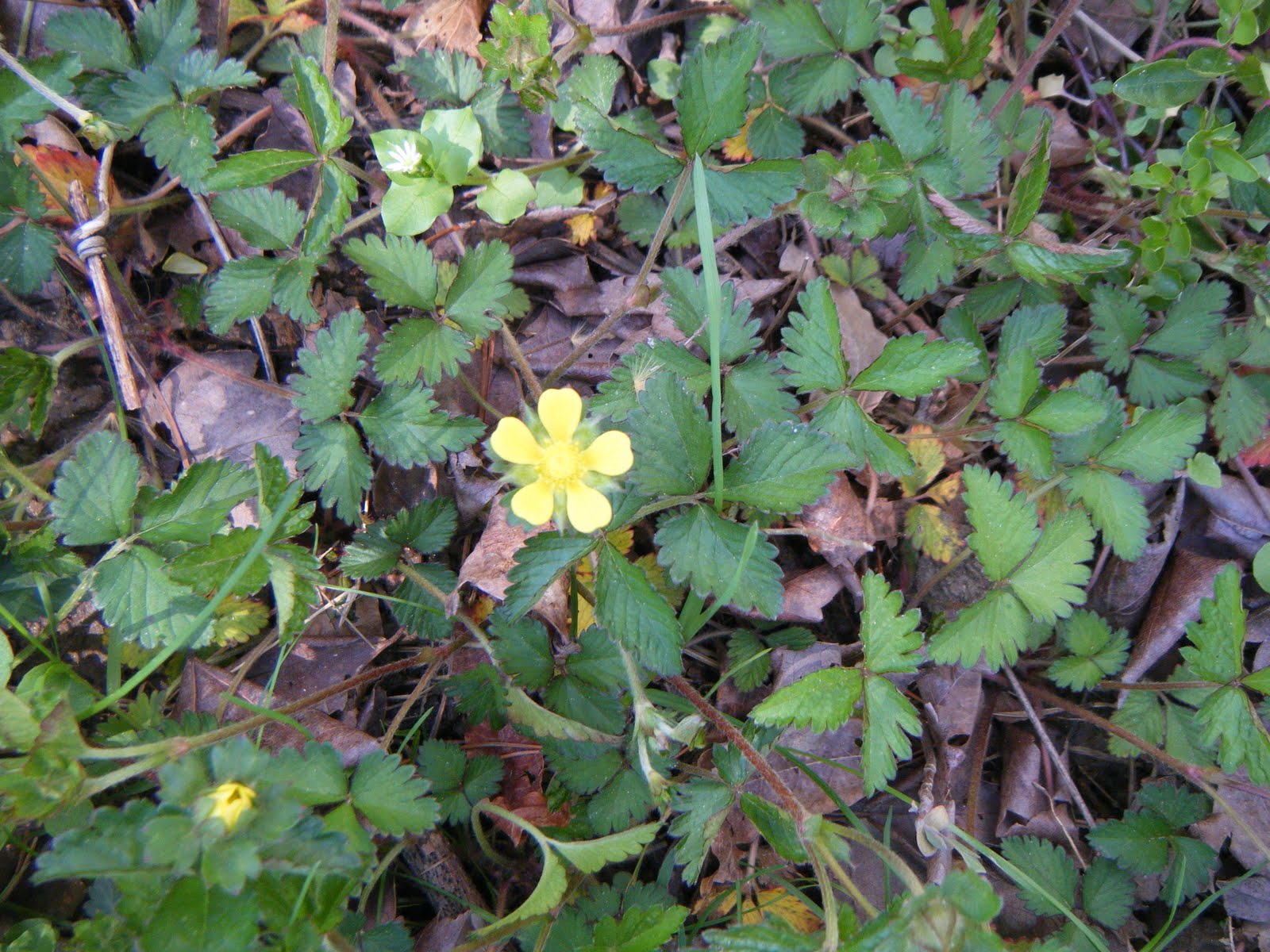 The Botanical Hiker: Mouse-ear Chickweed, Wild Strawberry, and ...
