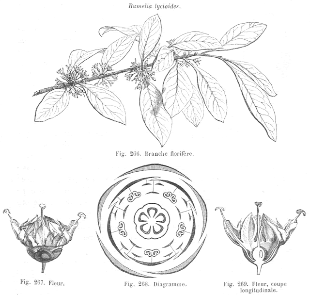 PLANT FAMILIES OF PUERTO RICO AND FLORIDA PAPO VIVES: SAPOTACEAE ...