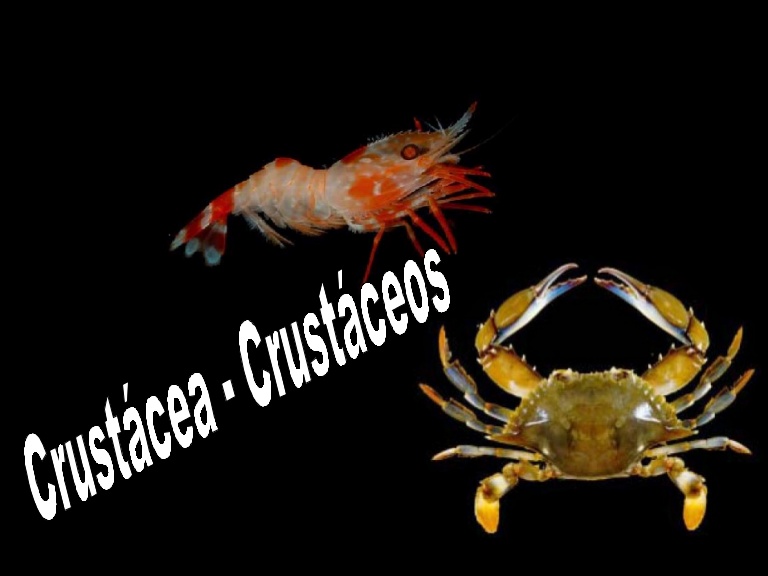 Crustaceos Exemplos