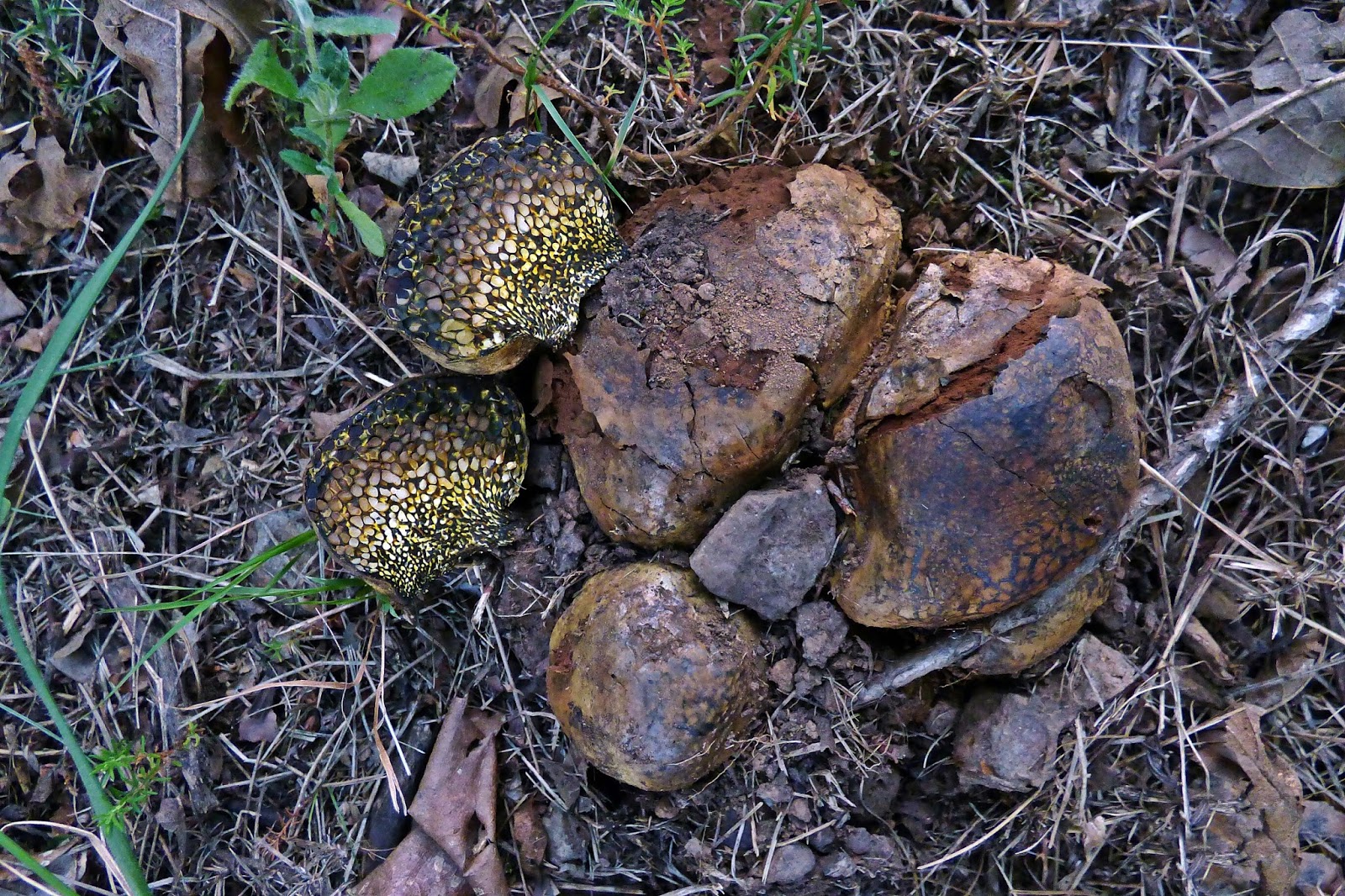 Setas y Hongos de Tineo : PISOLITHUS ARRHIZUS (Scop.) Rauschert
