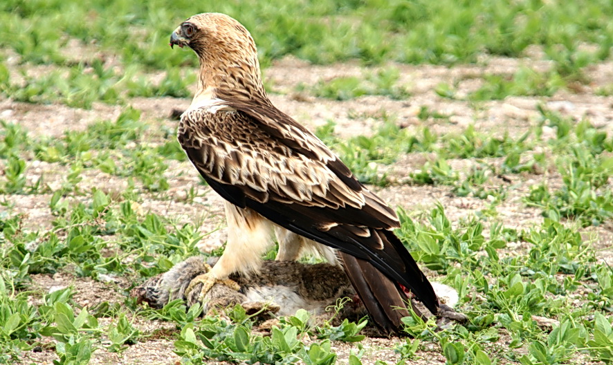 TERRITORIO NATURAL: Aguililla calzada