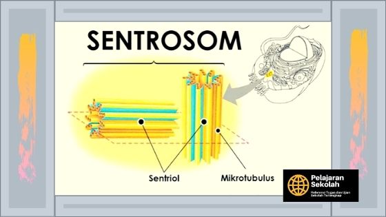 Perbedaan Antara Sel Hewan Dan Tumbuhan Lengkap - Pelajaran Sekolah