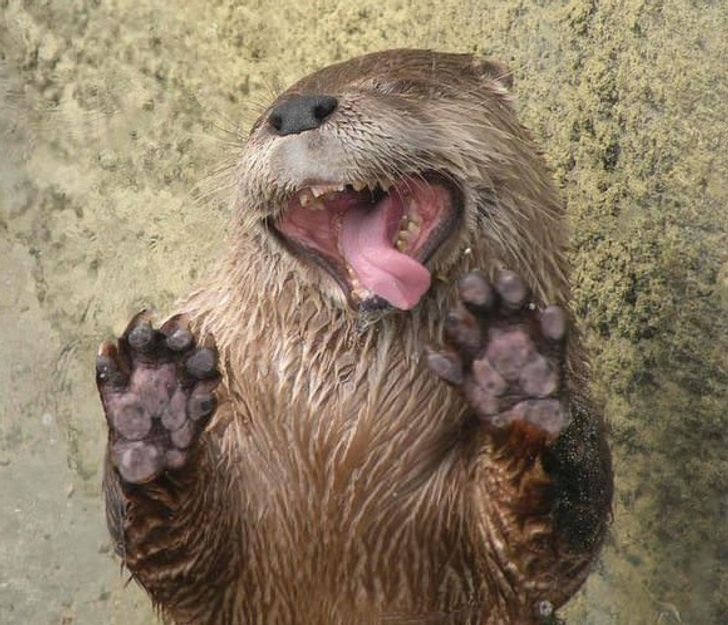 20+ Animals Who Can Cheer You Up Better Than Any Comedian