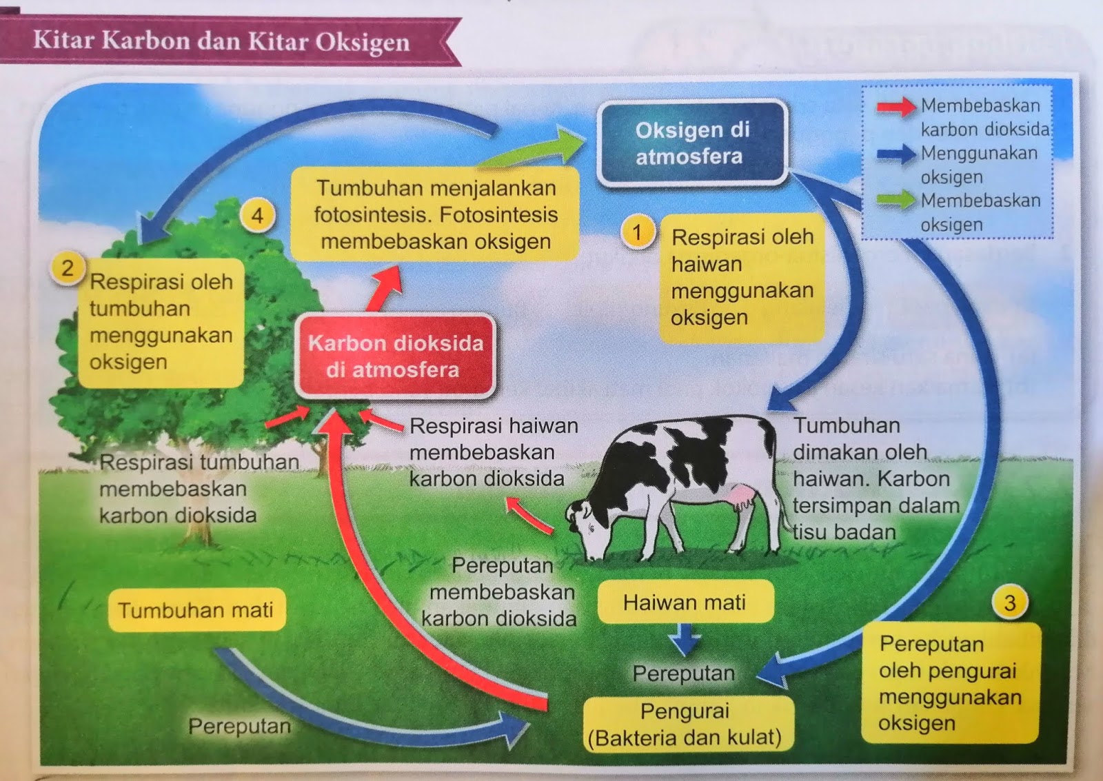 Kitar Nutrien Dalam Ekosistem