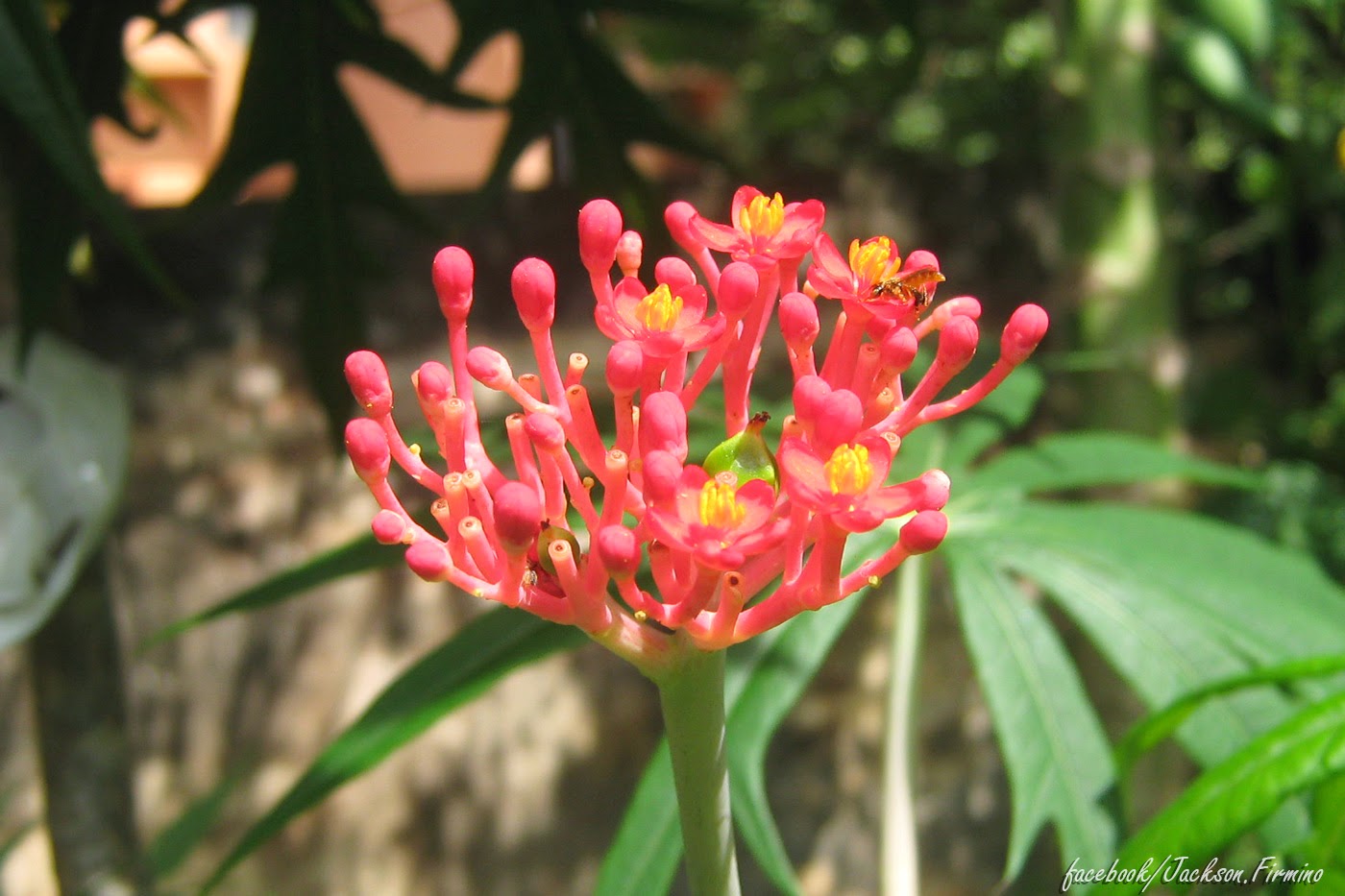 Predador de Imagens: MERTIOLATE - Jatropha multifida