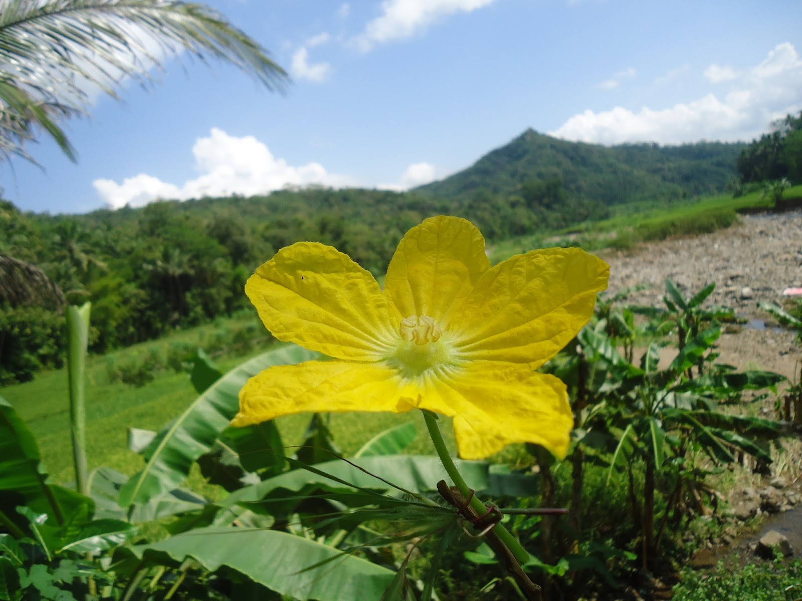 Bunga Labu Kuning di Bukit Menoreh - Rumah Daun Muda