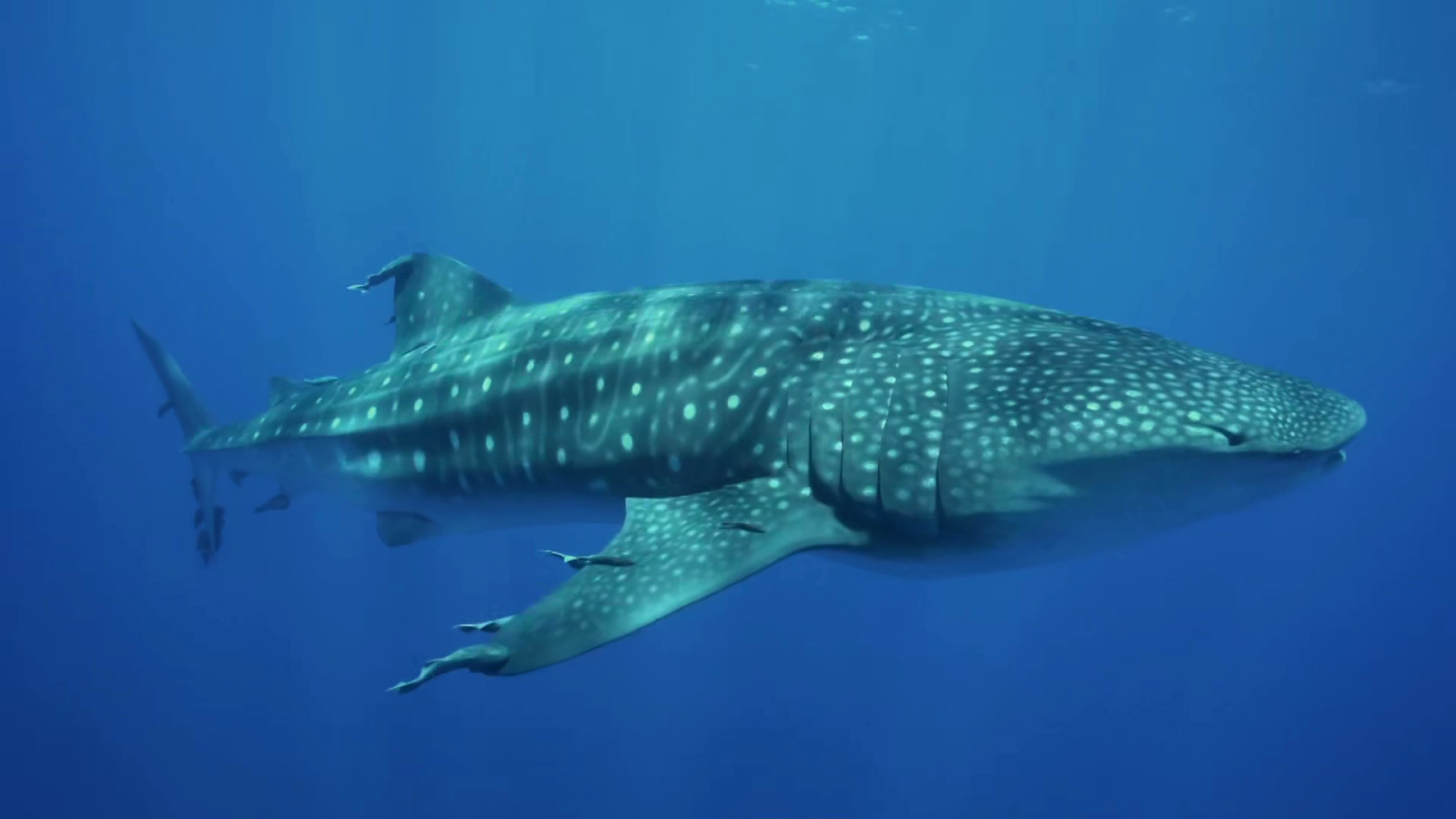 Asadal: BBC Blue Planet Revisited 1/2: A Sharks Tale (2020)