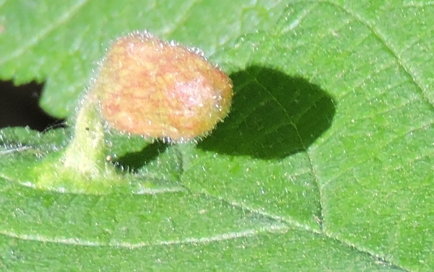 Springfield Plateau: Elm Leaf Finger Galls