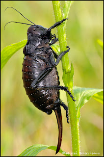 Din aburi de cafea: Greiere cântând