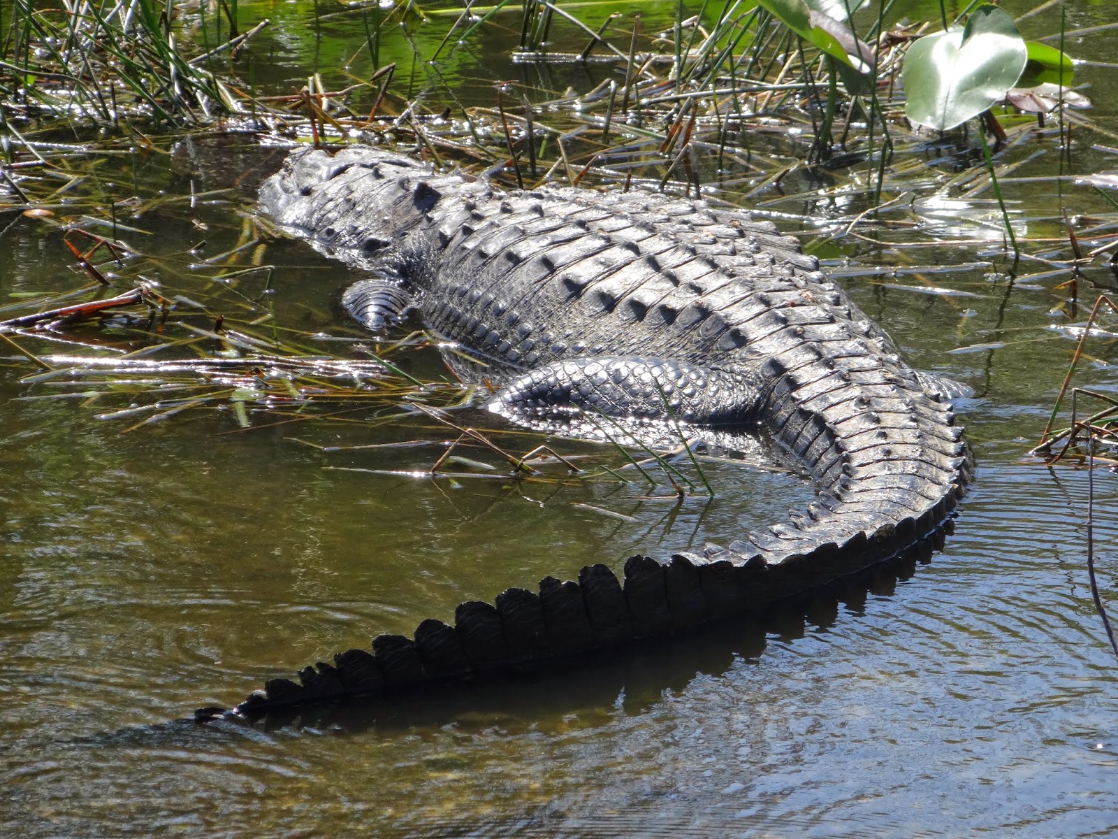 Notes From All Under: The Real Everglades (Dry Season)