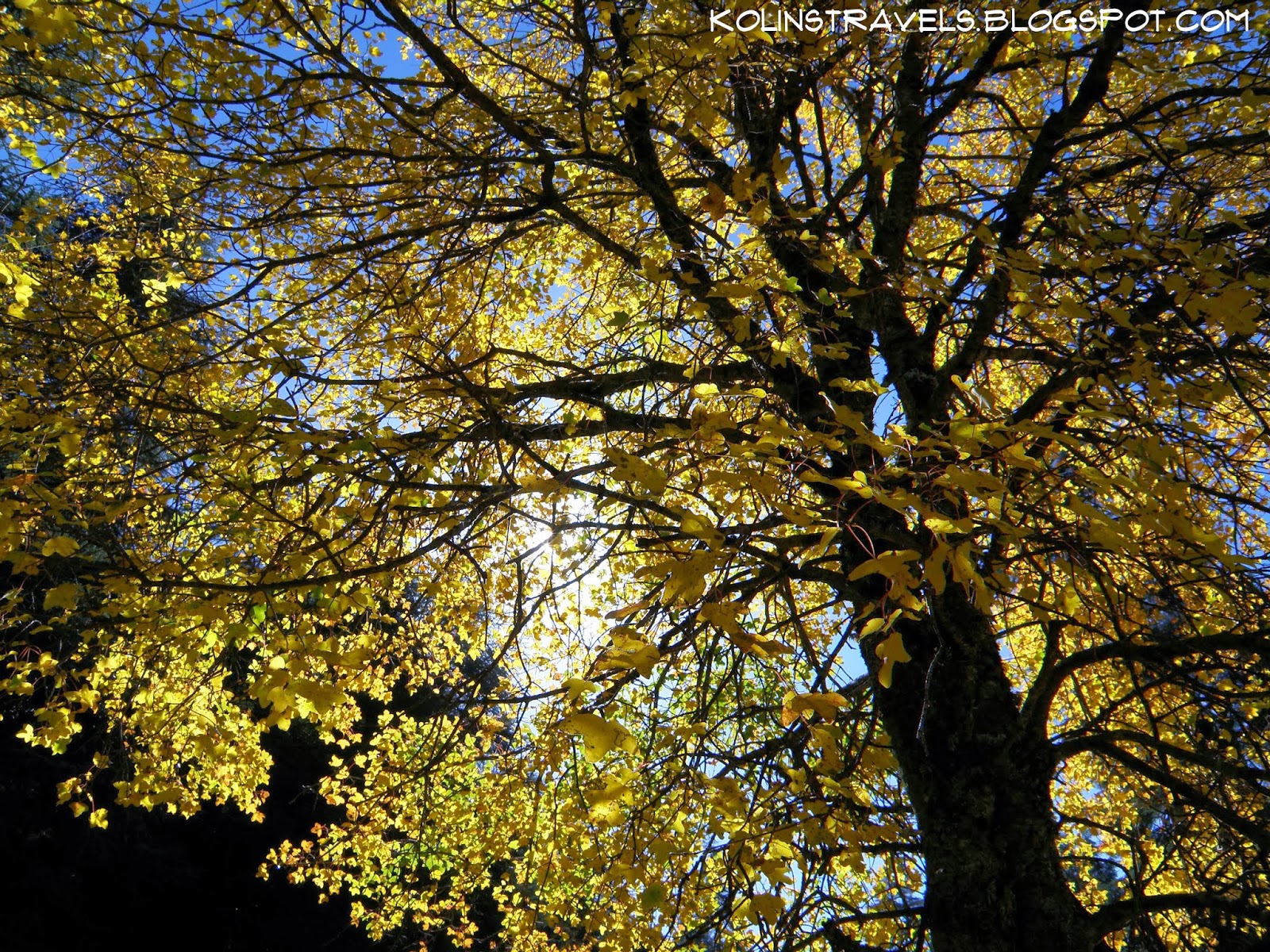 Kolin's Travels: Living in Moroccan Paradise: Ifrane National Park