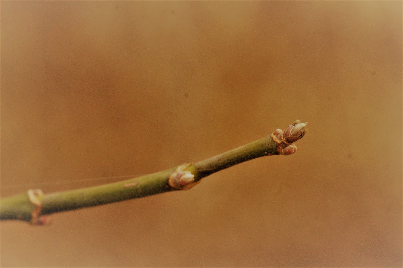 Nature Devotions : Box Elder Maple