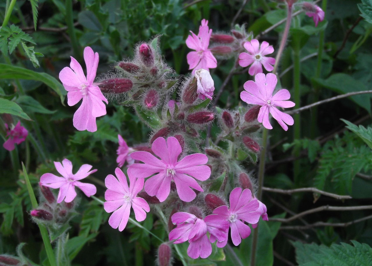 Largo Baywatch: Red Campion