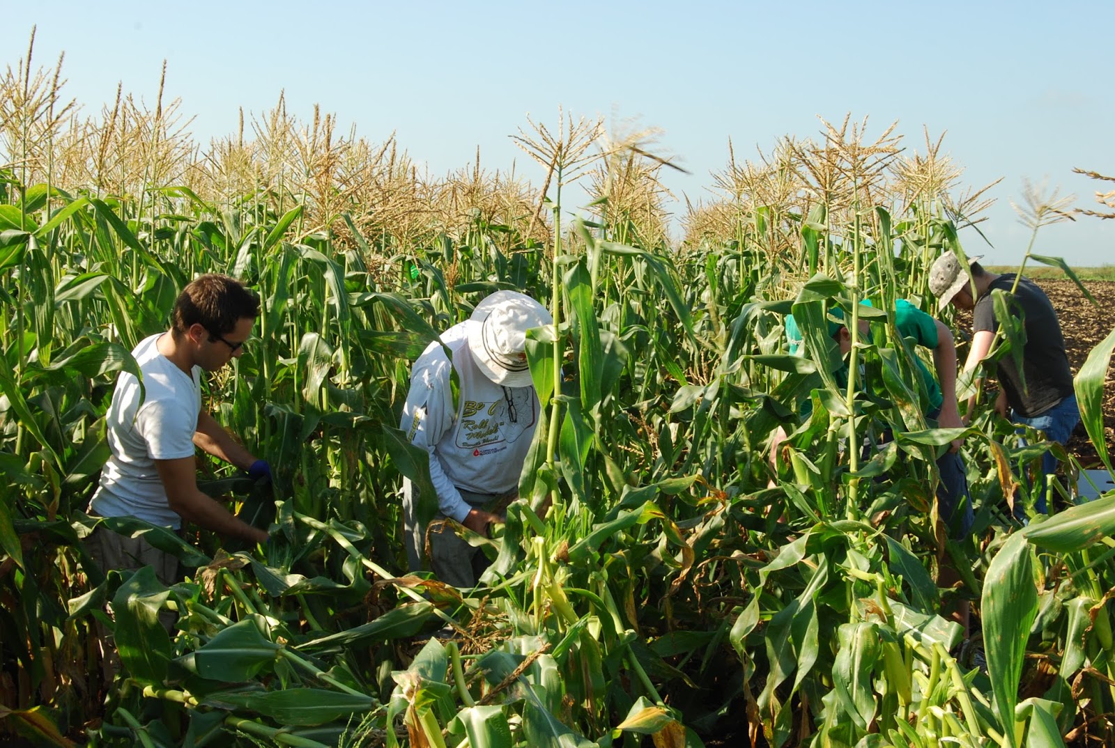 Helen A. Lockey: Gleaning Corn For Charity In Belle Glade, Florida