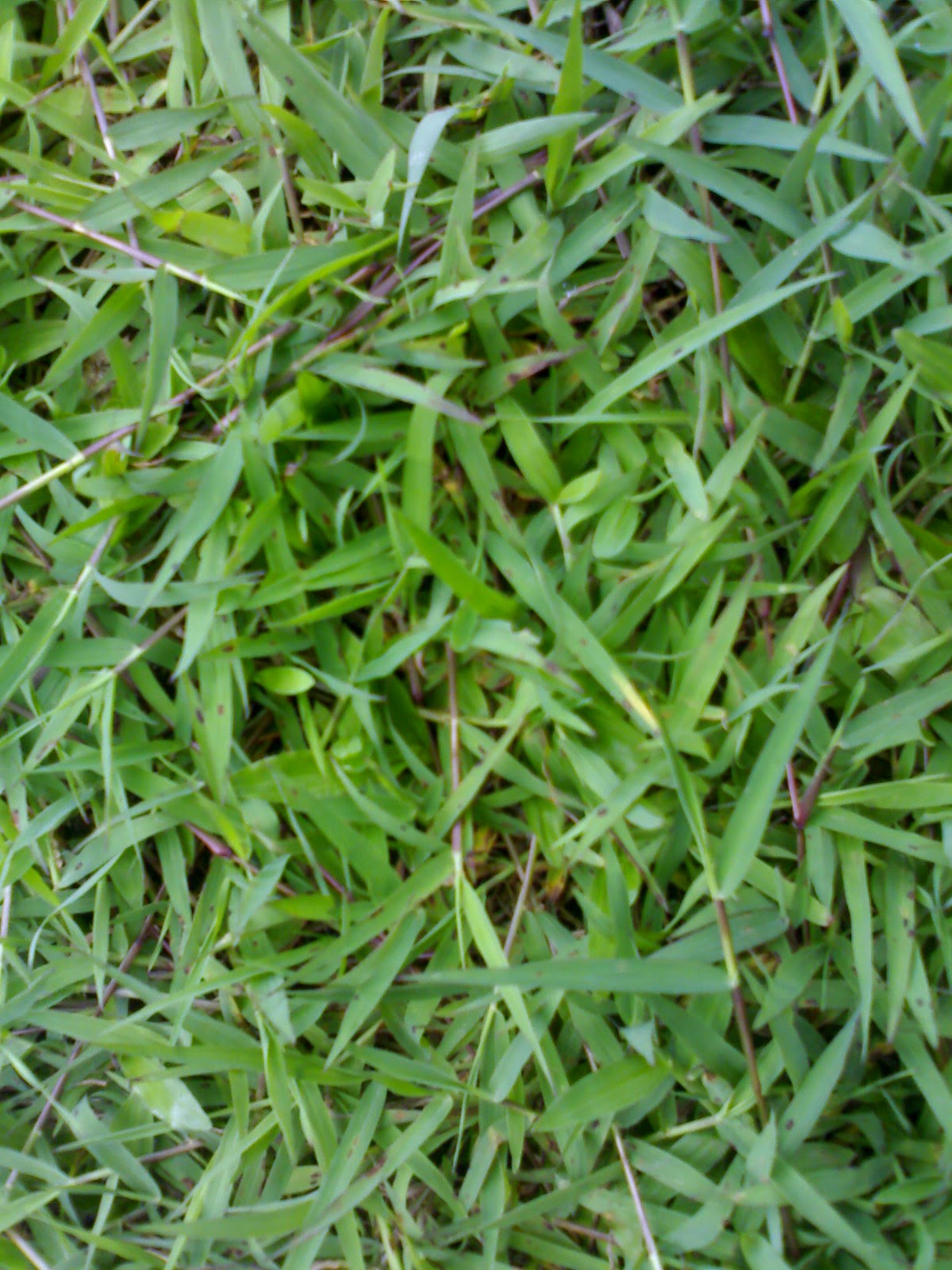 Ide 22+ Rumput Gajah Biasa