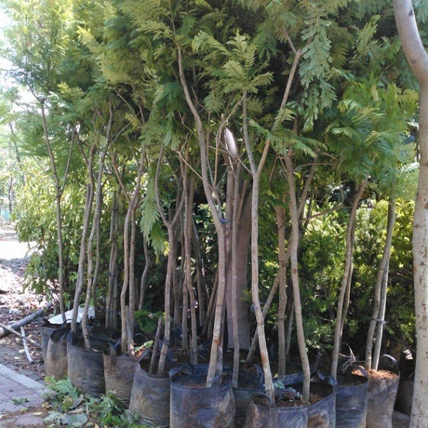 JUAL POHON JAKARANDA | POHON PELINDUNG | BUNGA UNGU | JUAL TANAMAN HIAS ... JUAL POHON JAKARANDA | POHON PELINDUNG | BUNGA UNGU | JUAL TANAMAN HIAS ...