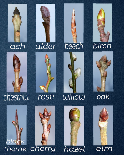 Learning Zone Languages: English Tree Vocabulary