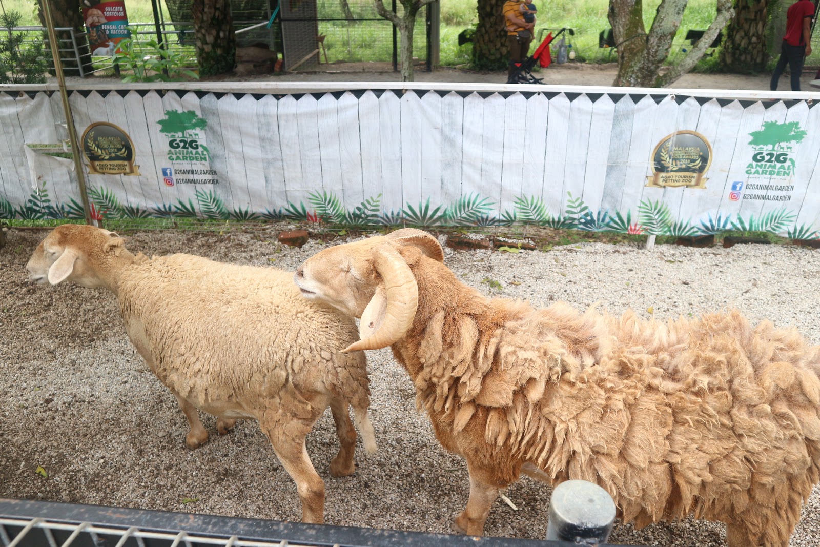 Beramah-Mesra Dengan Haiwan Di G2G Animal Garden, MAEPS | Dorsett Pink