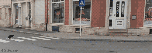 Funny animal gifs - part 333 (10 gifs) | Amazing Creatures