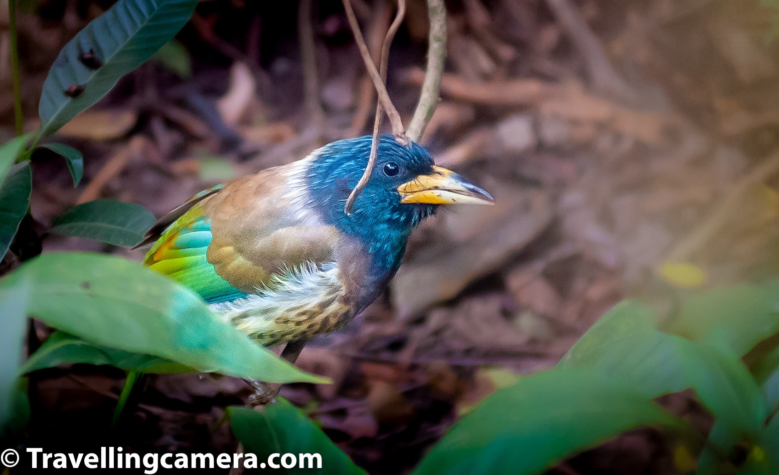 Bird of the month of February || Vibrant Barbets