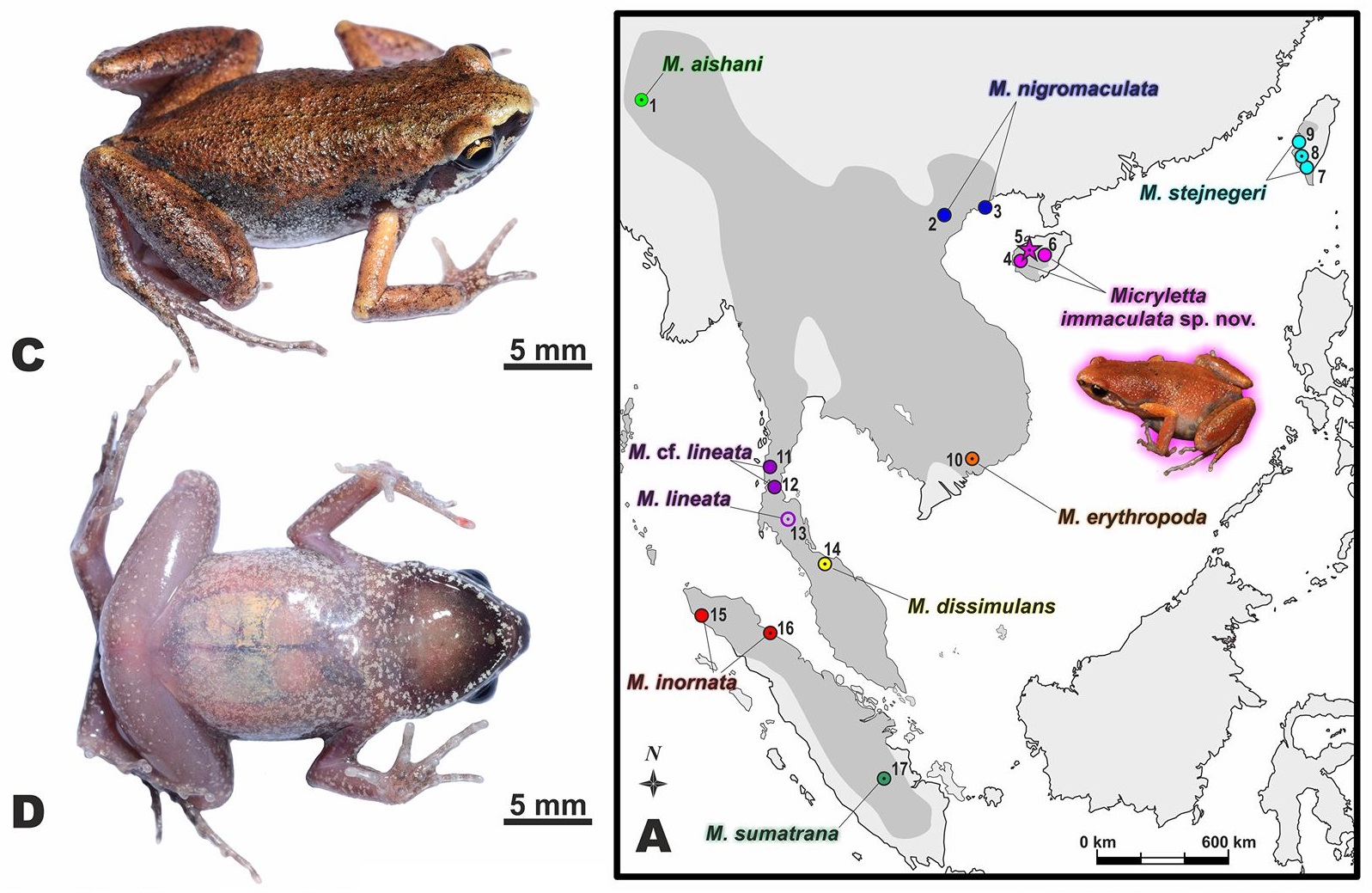 Species New to Science: [Herpetology • 2021] Micryletta immaculata • A ...