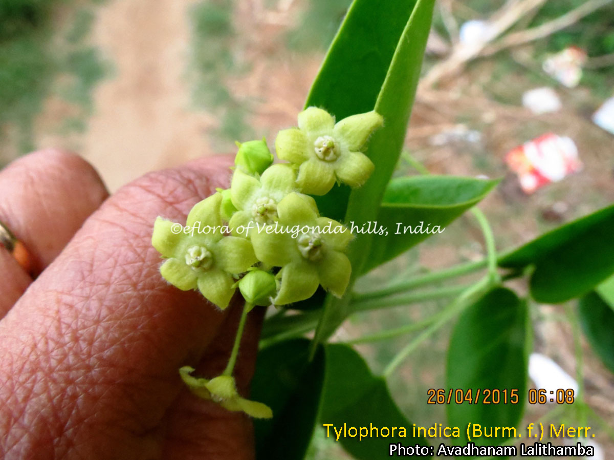 Medicinal Plants: Tylophora indica, Indian ipecacuanha, Antamul, dum ...