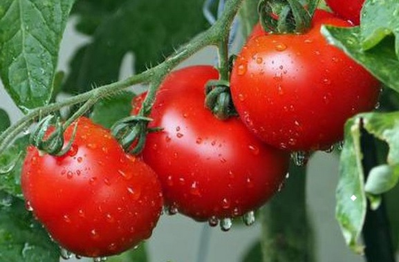 Jenis-jenis Tomat yang Biasa di Tanam Dalam Pot - Blog Inspirasi ...