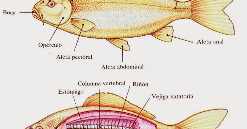método de la ciencia 2014: Fisiología de un pez