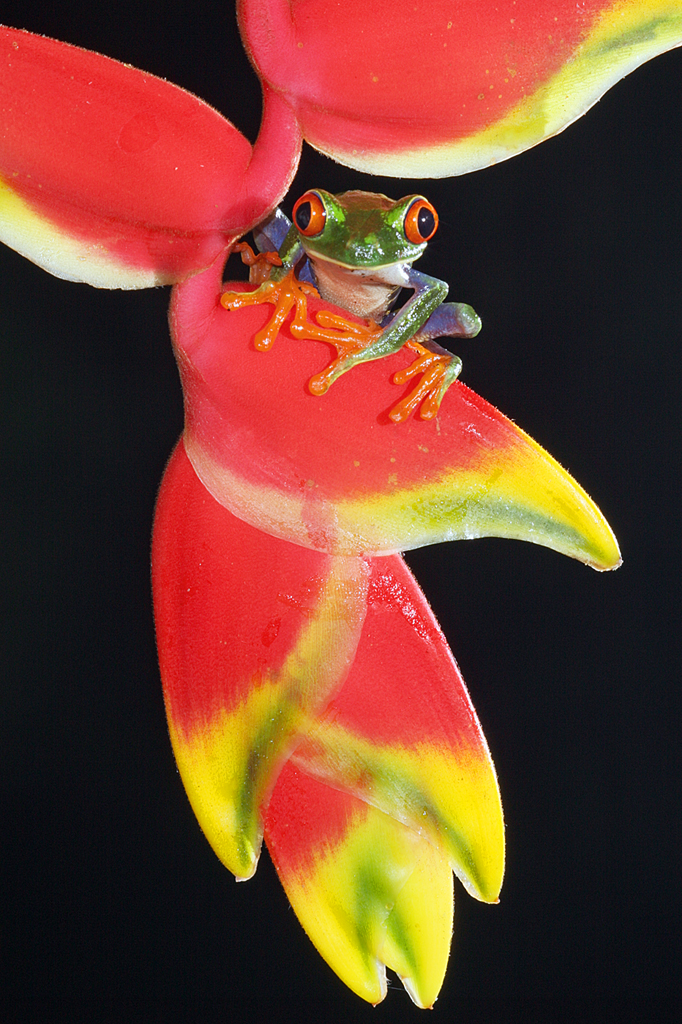 1000+ images about FROGS on Pinterest | Tree frogs, Poison dart frogs ...