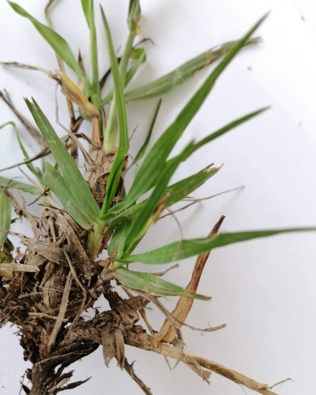 FOTOS DE LA FLORA DEL URUGUAY: Paspalum notatum Flüggé. Poaceae