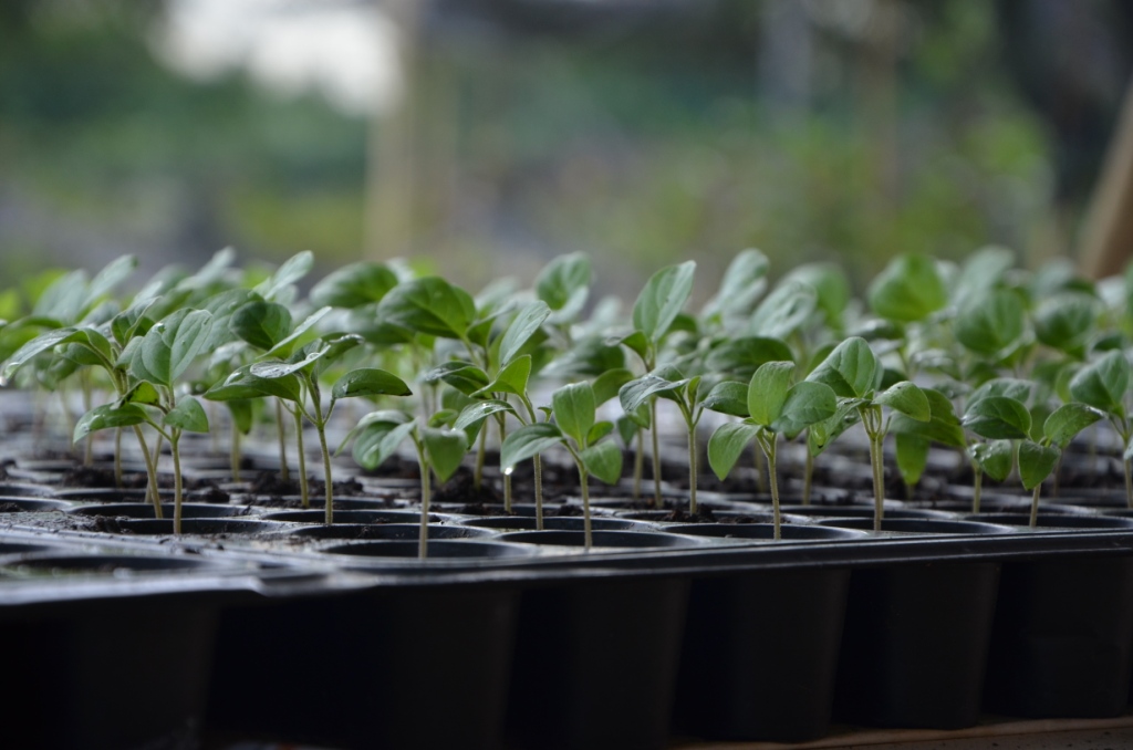 My little vegetable garden: seedlings and seedlings