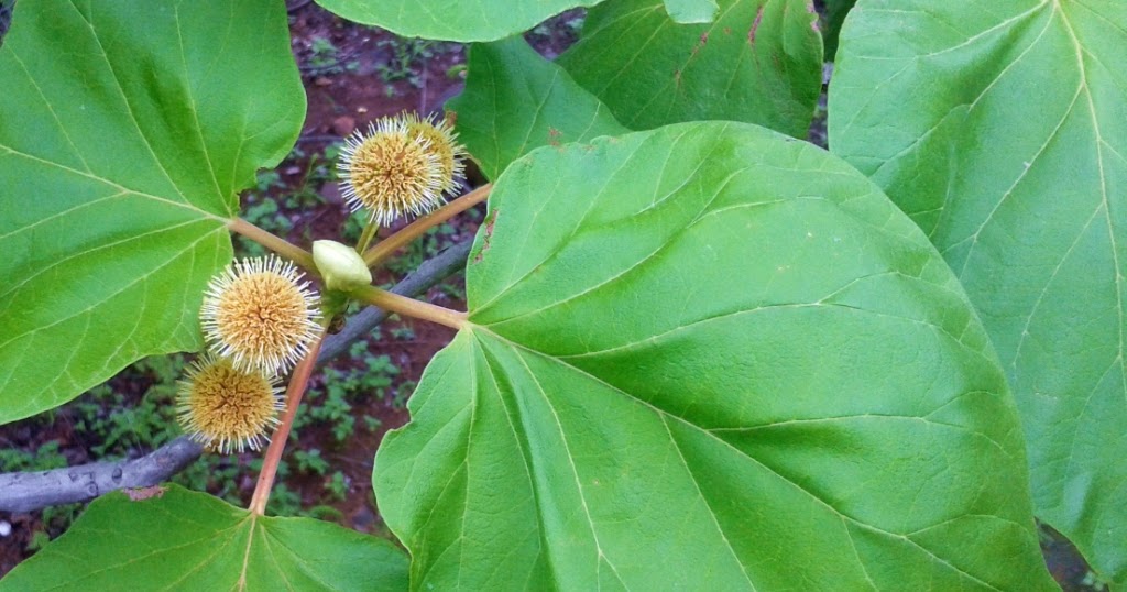 Gifting Trees...: The Yellow Teak