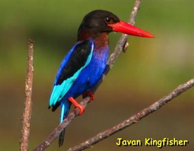 Kicau Burung: Raja Udang atau Cekakak (Kingfisher)