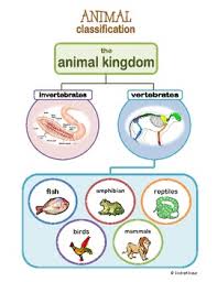 Animal Classification I | English and Colours