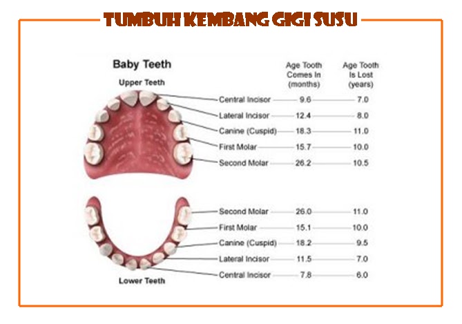 Gigi Susu Pada Anak Sampai Usia Berapa - Info Tentang Susu