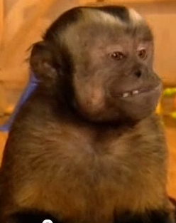 London English Classes: Listening - Monkey Fairness!