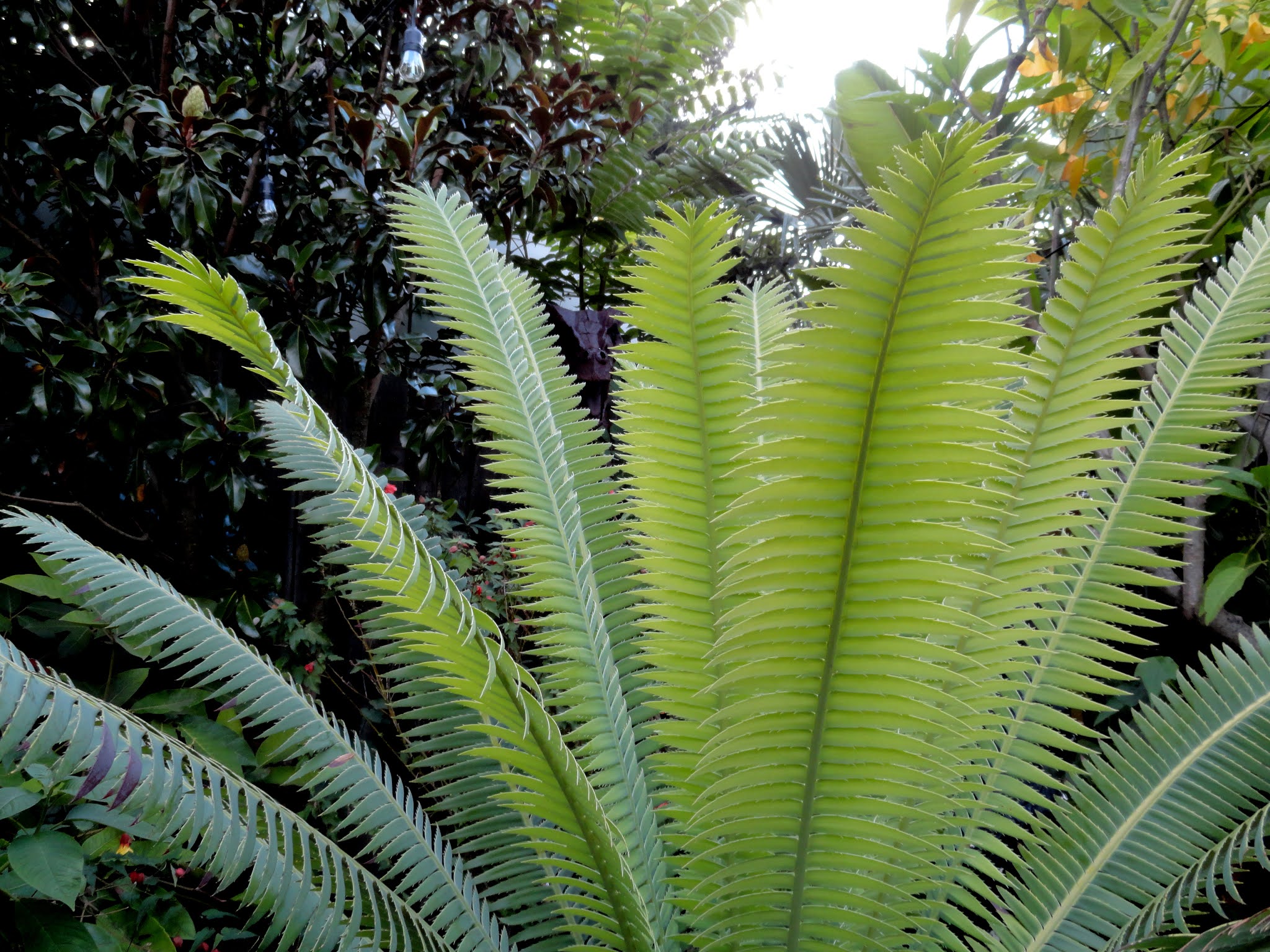 danger garden: A visit to Felony Flats Botanical Garden...