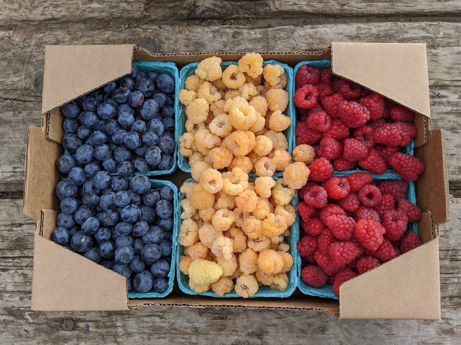 the farmer's wife: Berries!