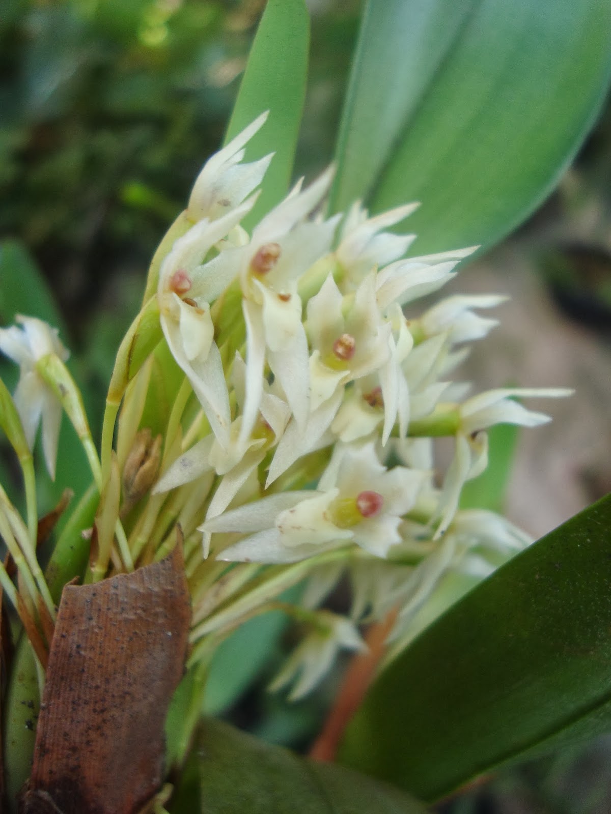 Orquídeas HElid: Maxillaria Densa