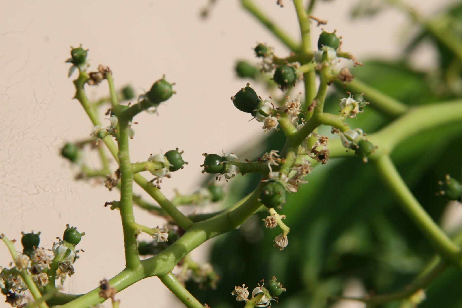 My Tropical Organic Garden: Growing Pommecythere in my tropical organic ...