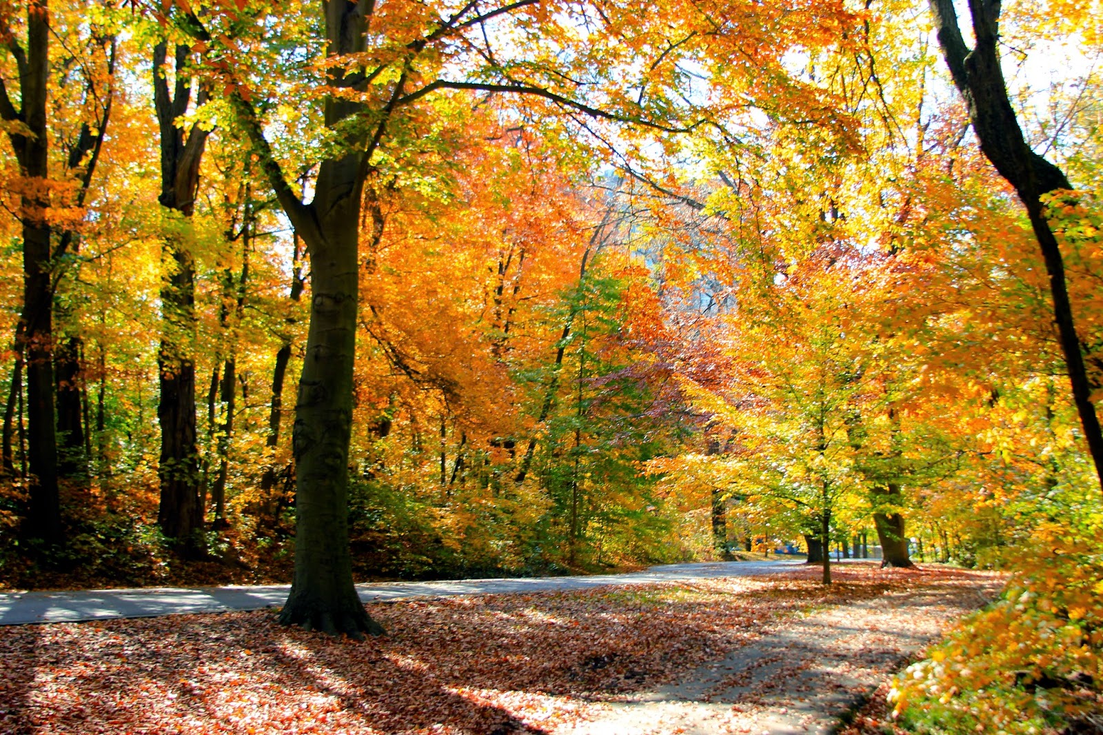A Photographer's Life: Fall Color in Cherokee Park----Louisville, Kentucky