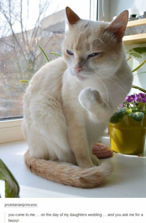 New cat memes compilation 2018