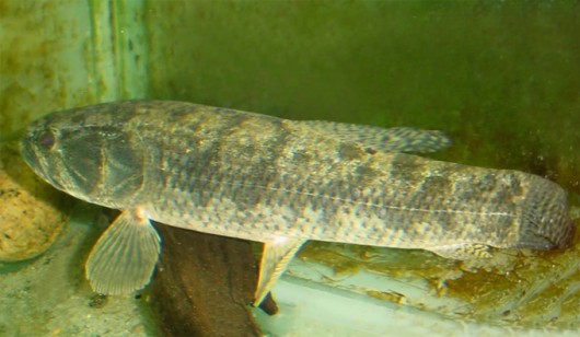 No Mar Profundo: Traíra